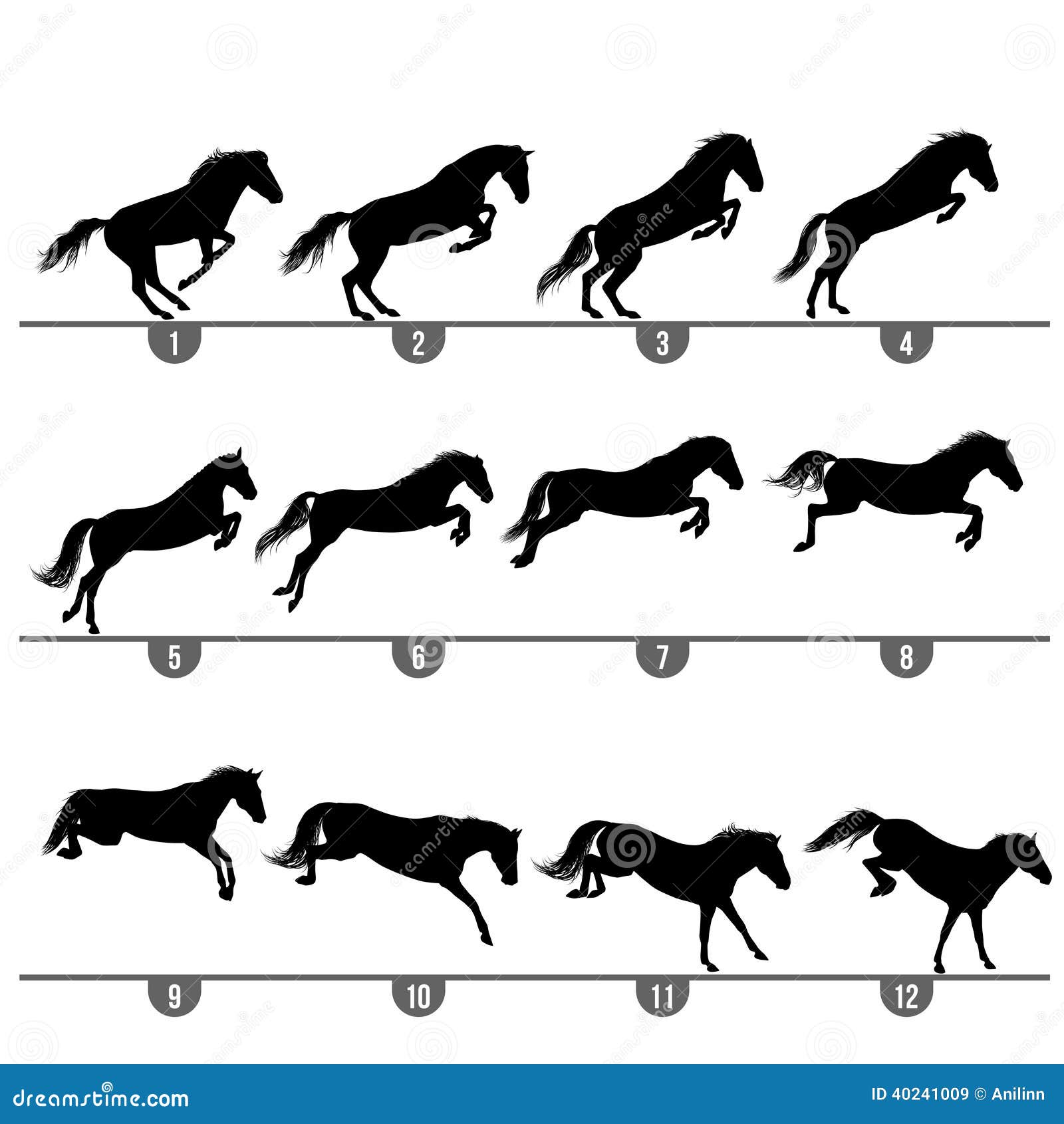 Phases Of Movement Of The Wings In The Flight Of A Birdvector ...