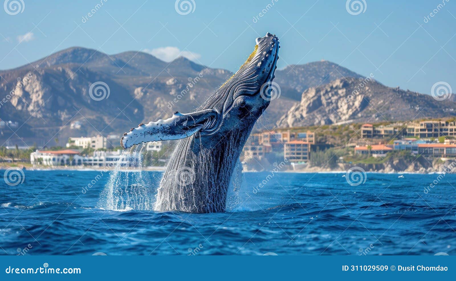 Jumping Humpback Whale Over Water. Stock Image - Image of jumping ...