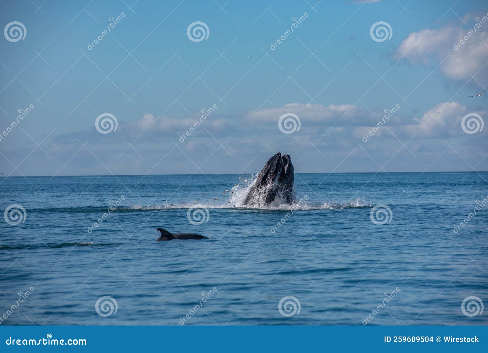 Jumping Humpback Whale Over Water and a Dolphin Stock Photo - Image of ...