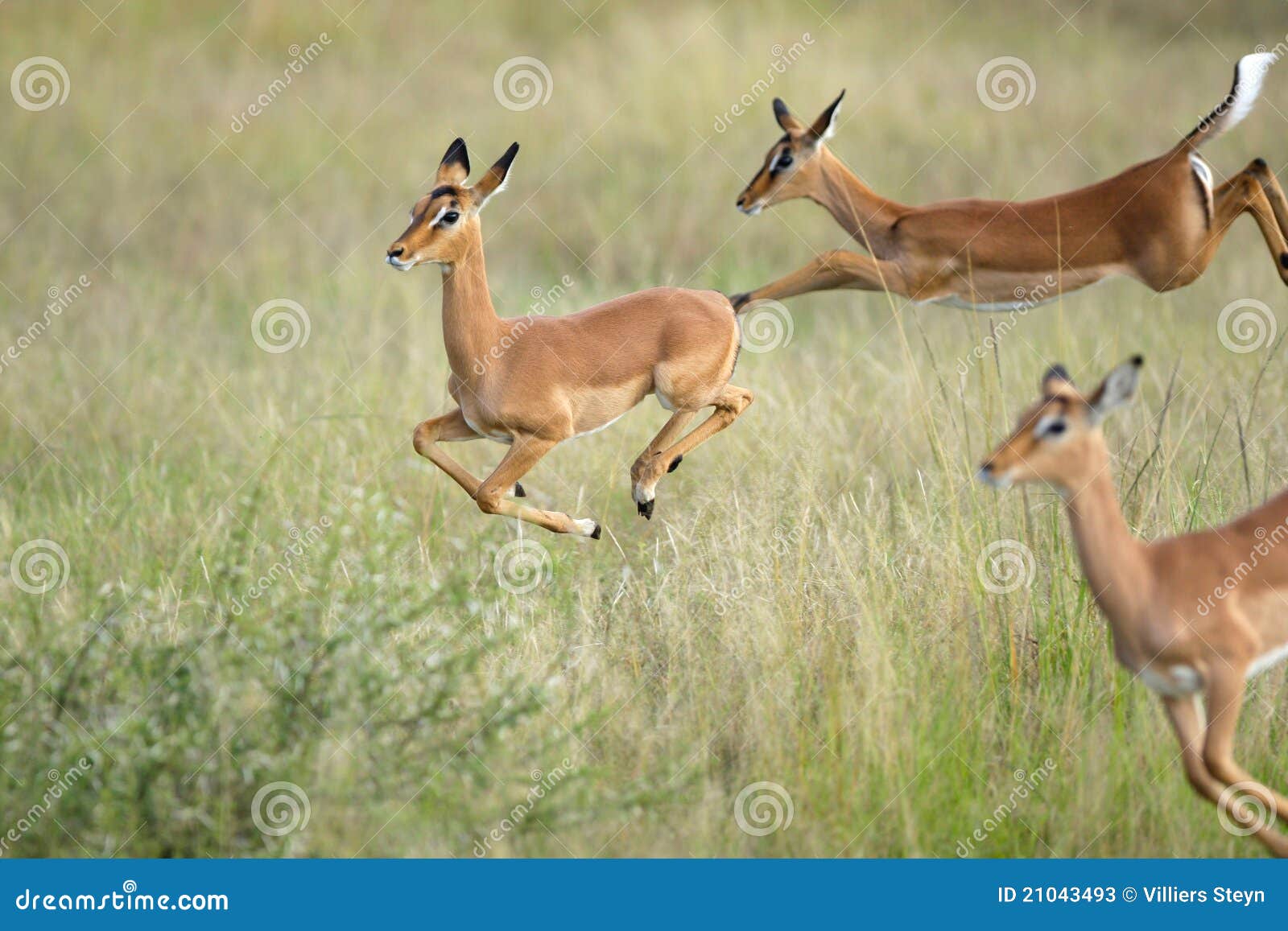Jumping impalas stock image. Image of savanna, action - 21043493