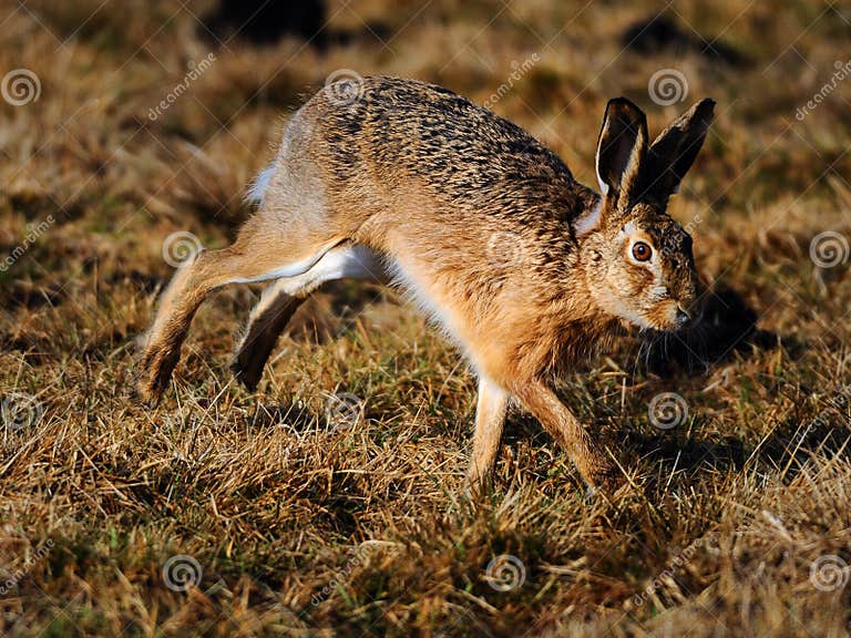 Jumping jack rabbit stock photo. Image of animal, jack - 13466896