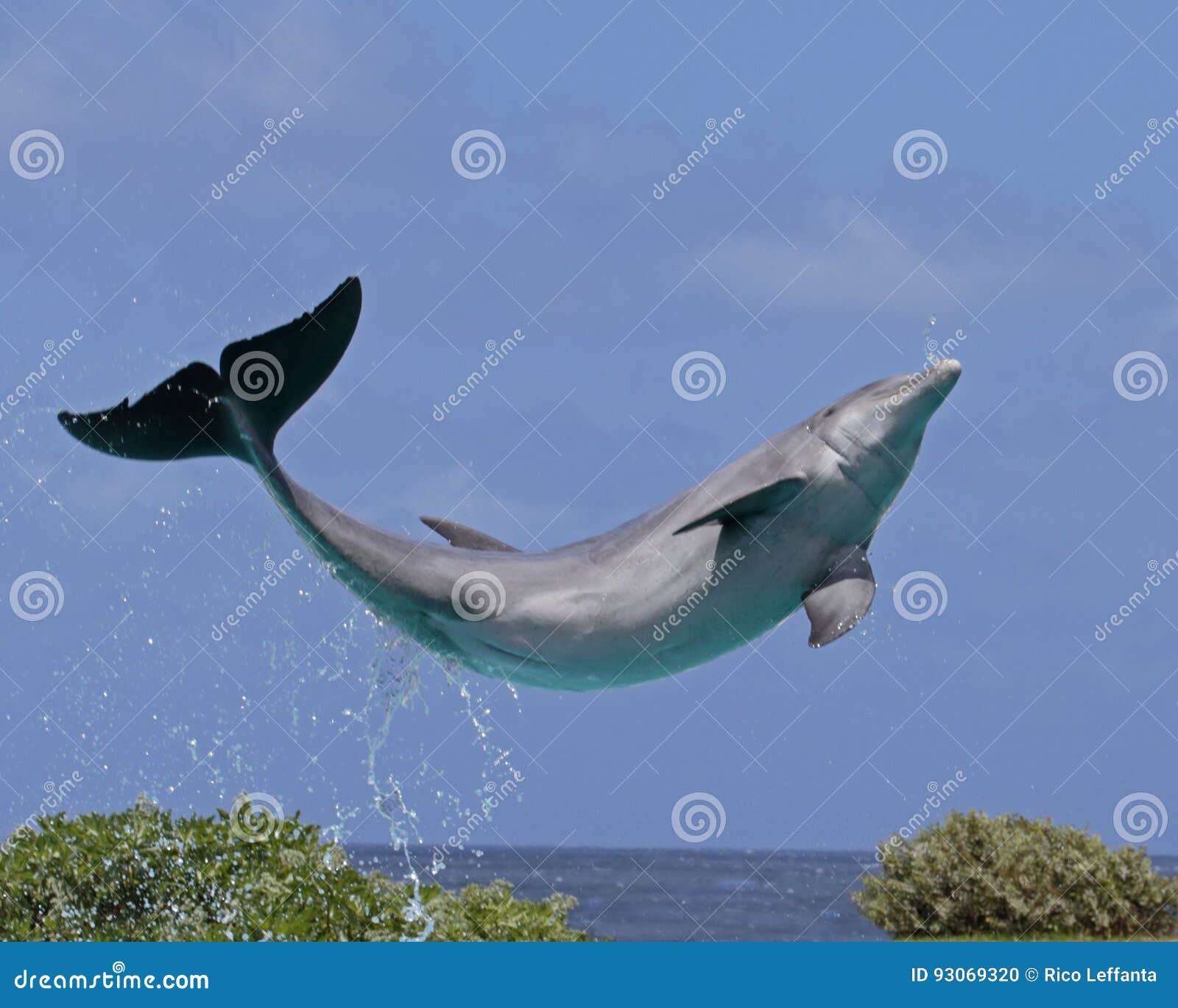 Jumping for joy stock photo. Image of jumping, dolphin - 93069320
