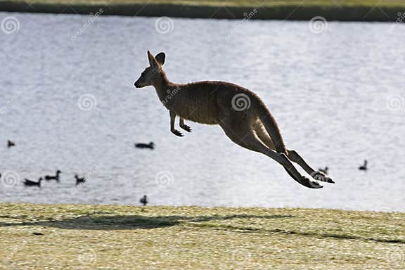 Jumping kangaroo stock image. Image of nature, kangaroo - 21805125