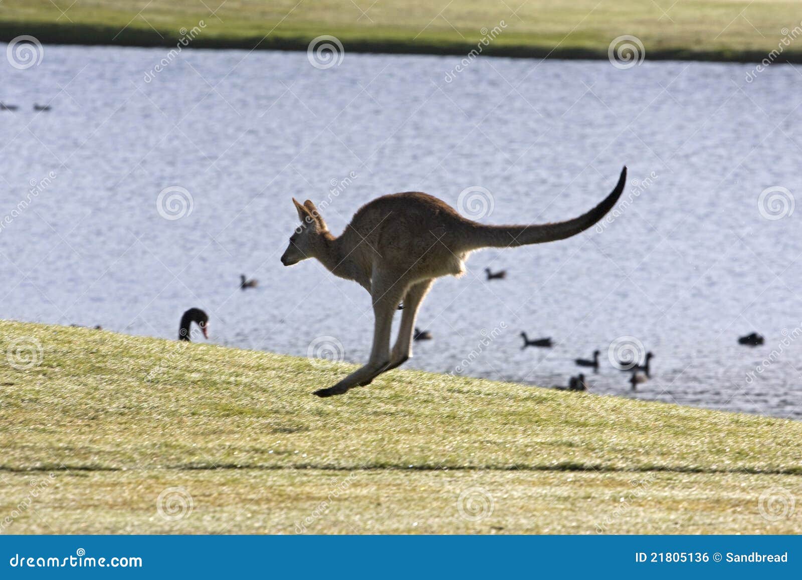 Jumping kangaroo stock photo. Image of leaping, australian - 21805136