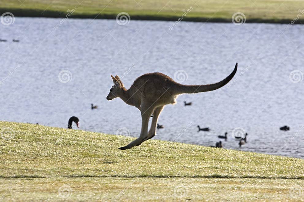 Jumping kangaroo stock photo. Image of leaping, australian - 21805136