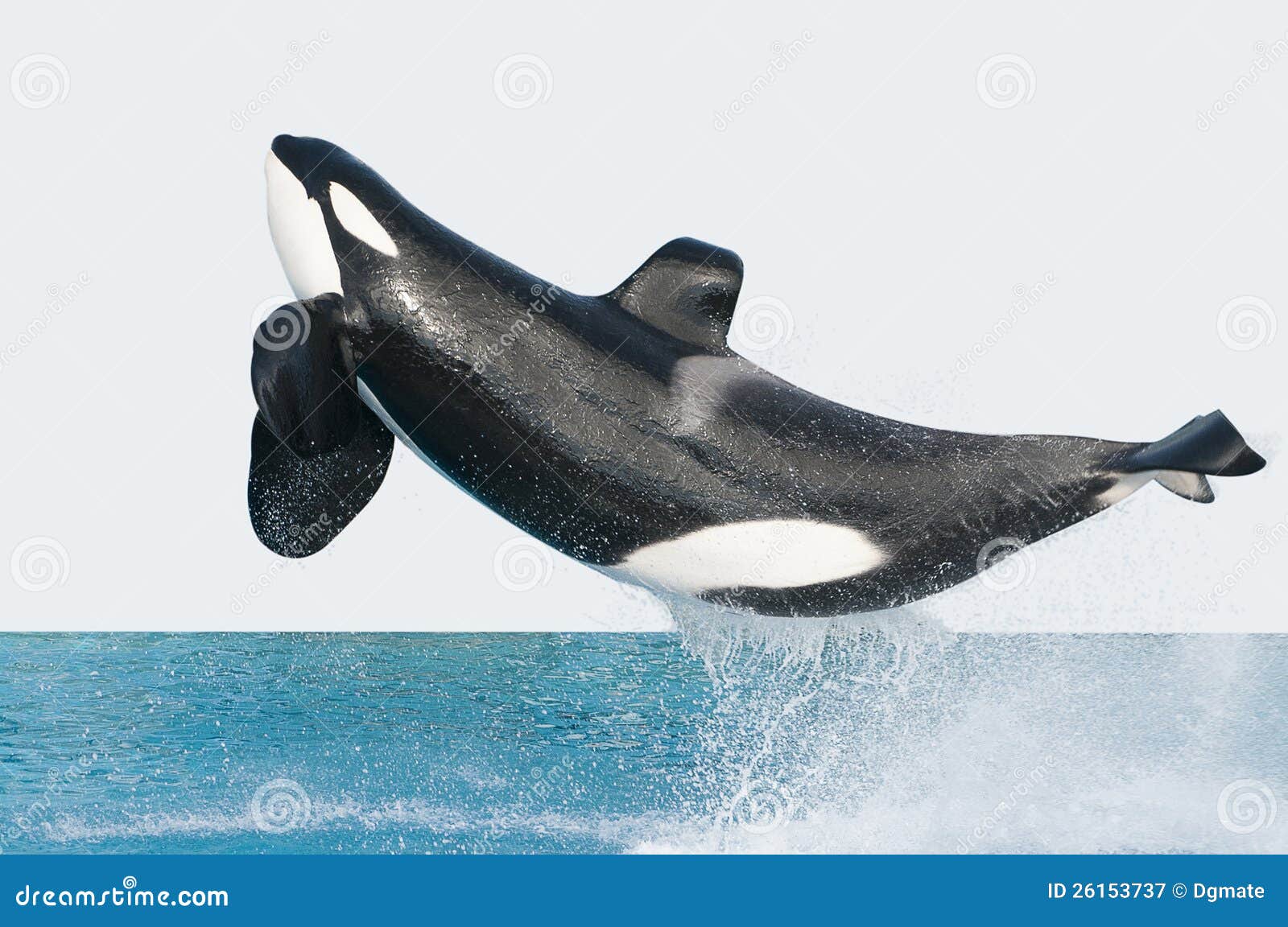 Jumping killer whale stock image. Image of whale, blue - 26153737