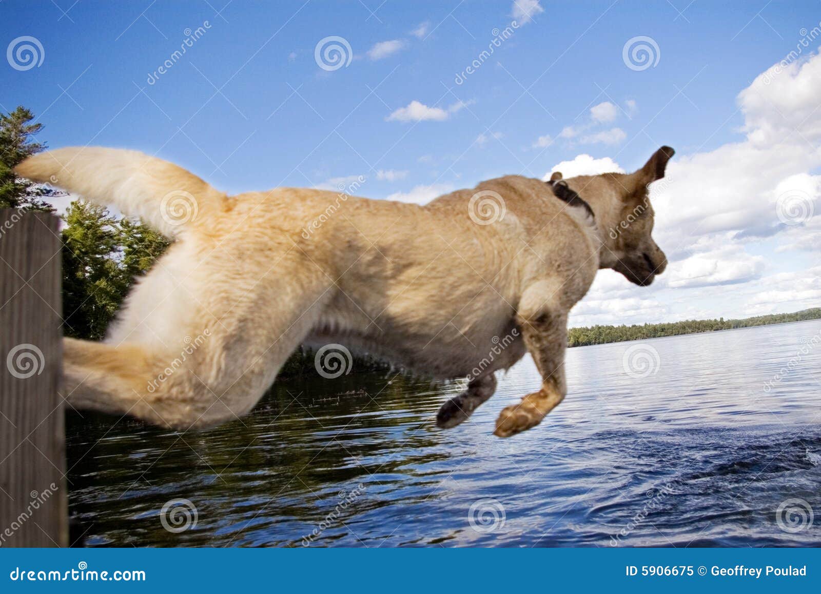 Jumping labrador stock image. Image of play, golden, flying - 5906675