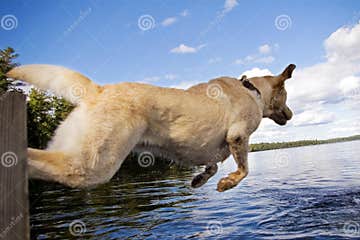 Jumping labrador stock image. Image of play, golden, flying - 5906675