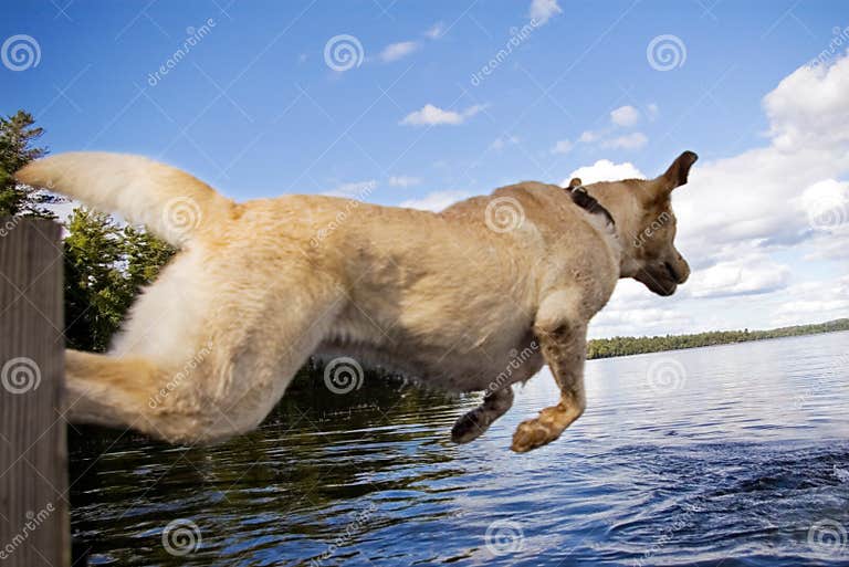Jumping labrador stock image. Image of play, golden, flying - 5906675