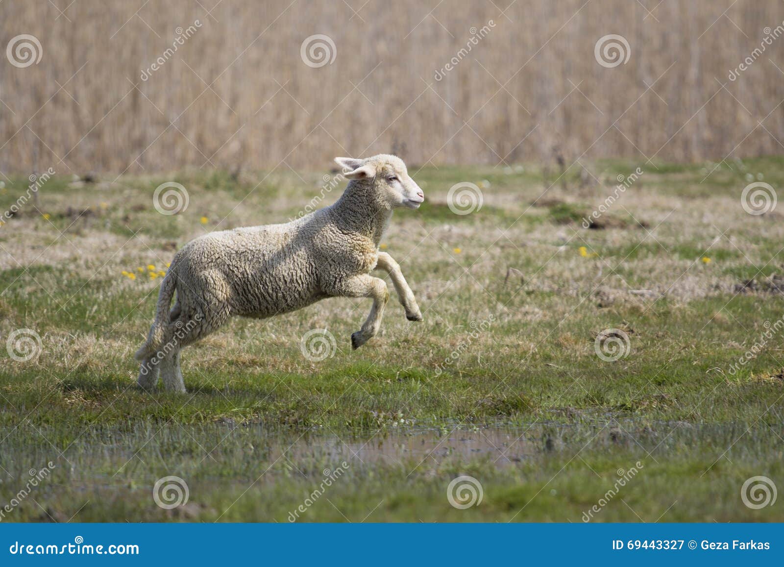 Jumping lamb stock image. Image of farming, little, white - 69443327