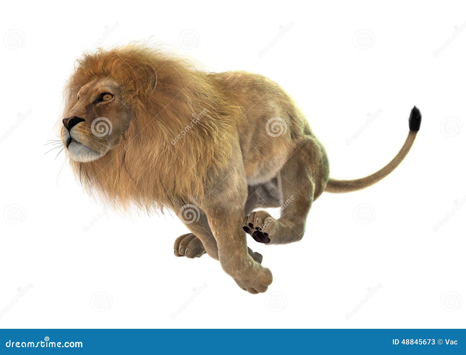 Male Lion Jumping