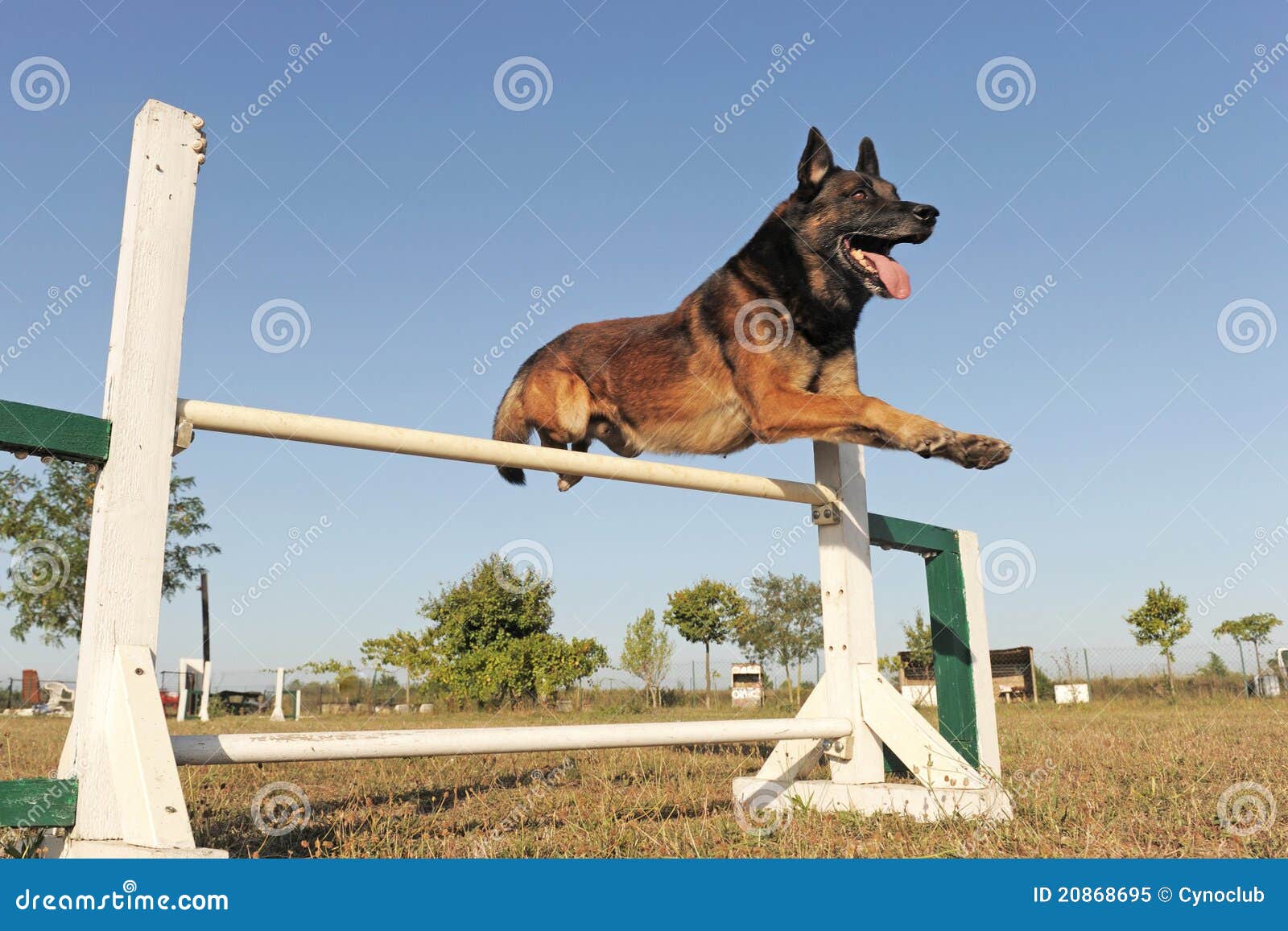 Jumping malinois stock image. Image of guard, outdoors - 20868695