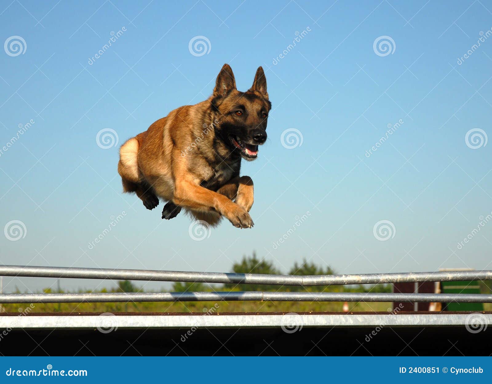 Jumping malinois stock image. Image of alsatian, guard - 2400851