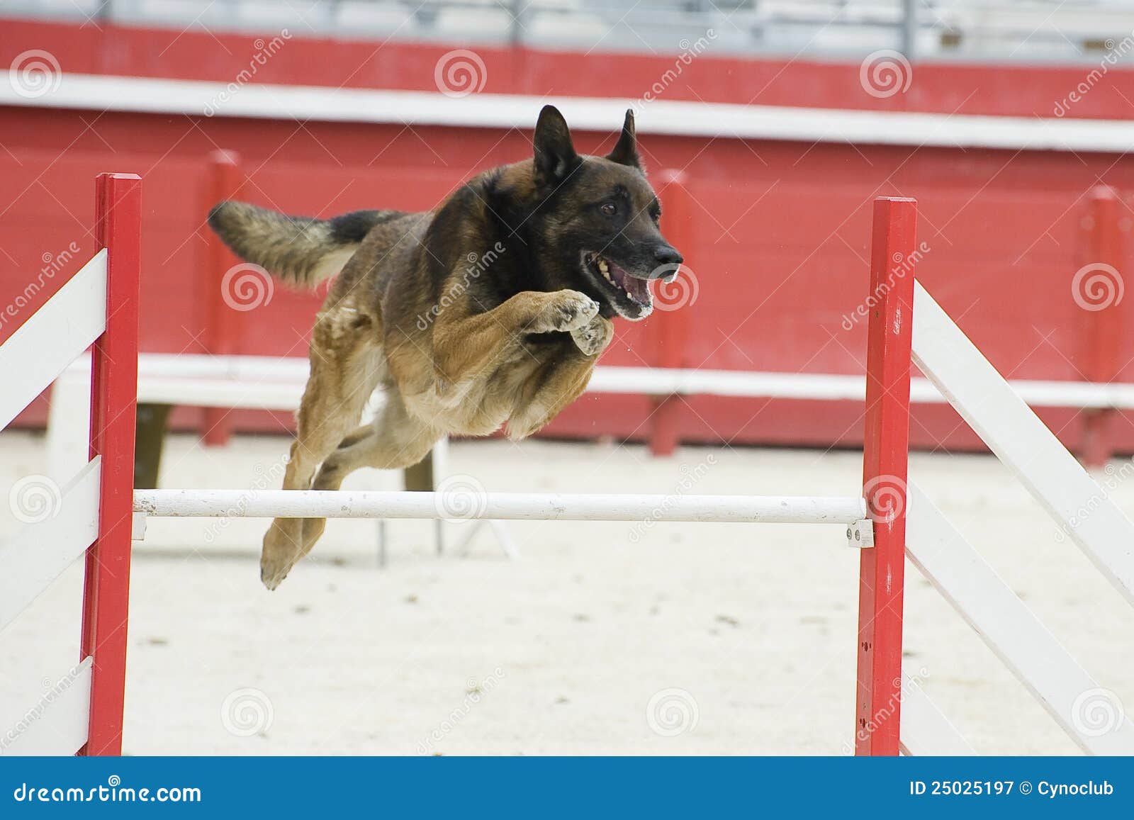 Jumping malinois stock image. Image of alertness, training - 25025197