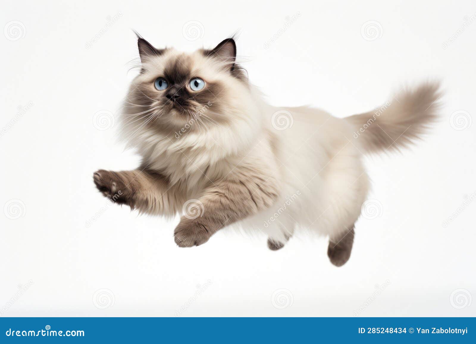Jumping Moment, Birman Cat on White Background Stock Illustration ...