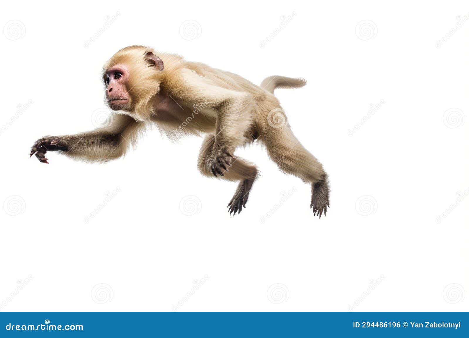 Jumping Moment, Capuchin Monkey on White Background Stock Illustration ...