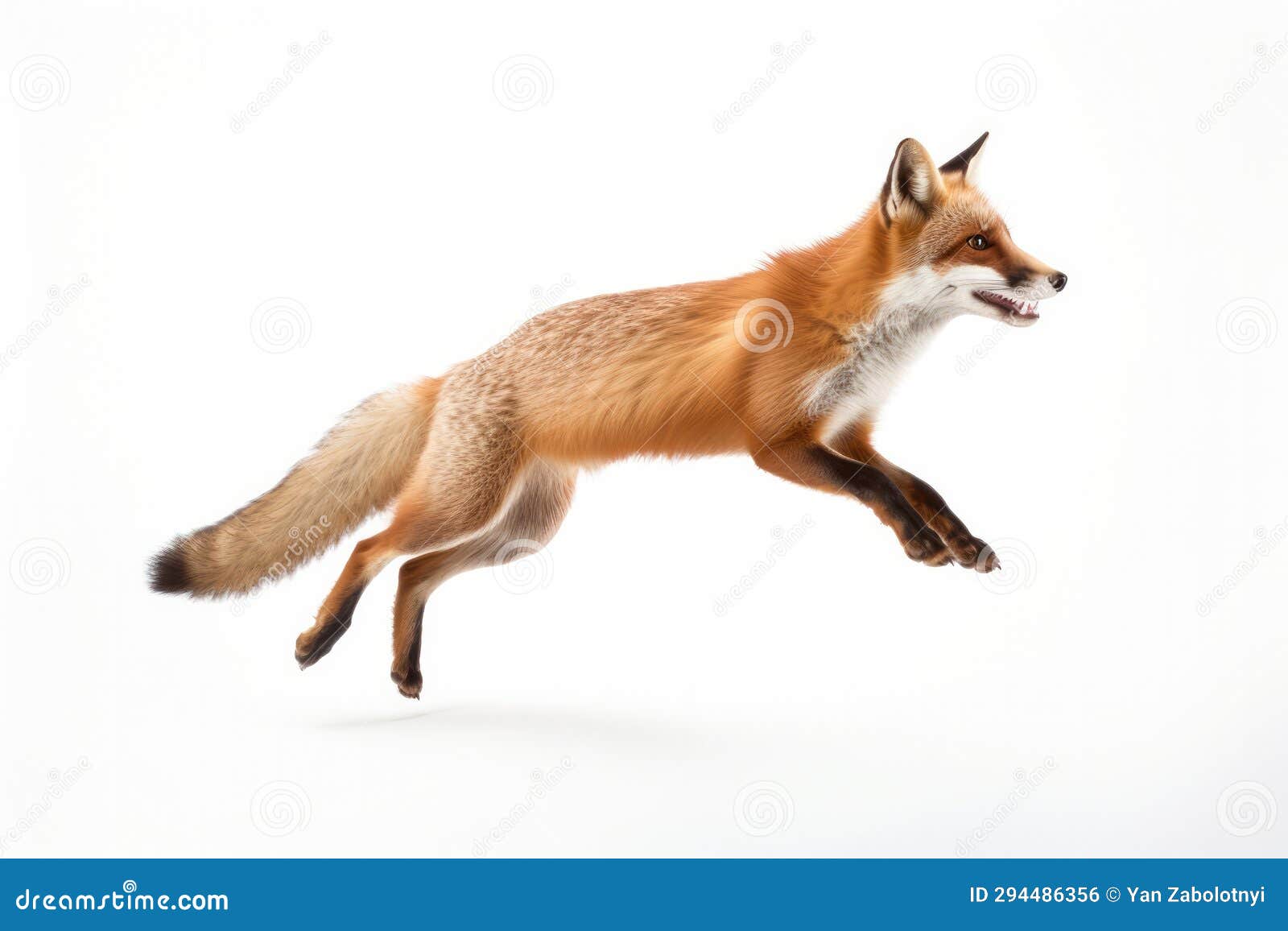 Jumping Moment, Fox on White Background Stock Illustration ...