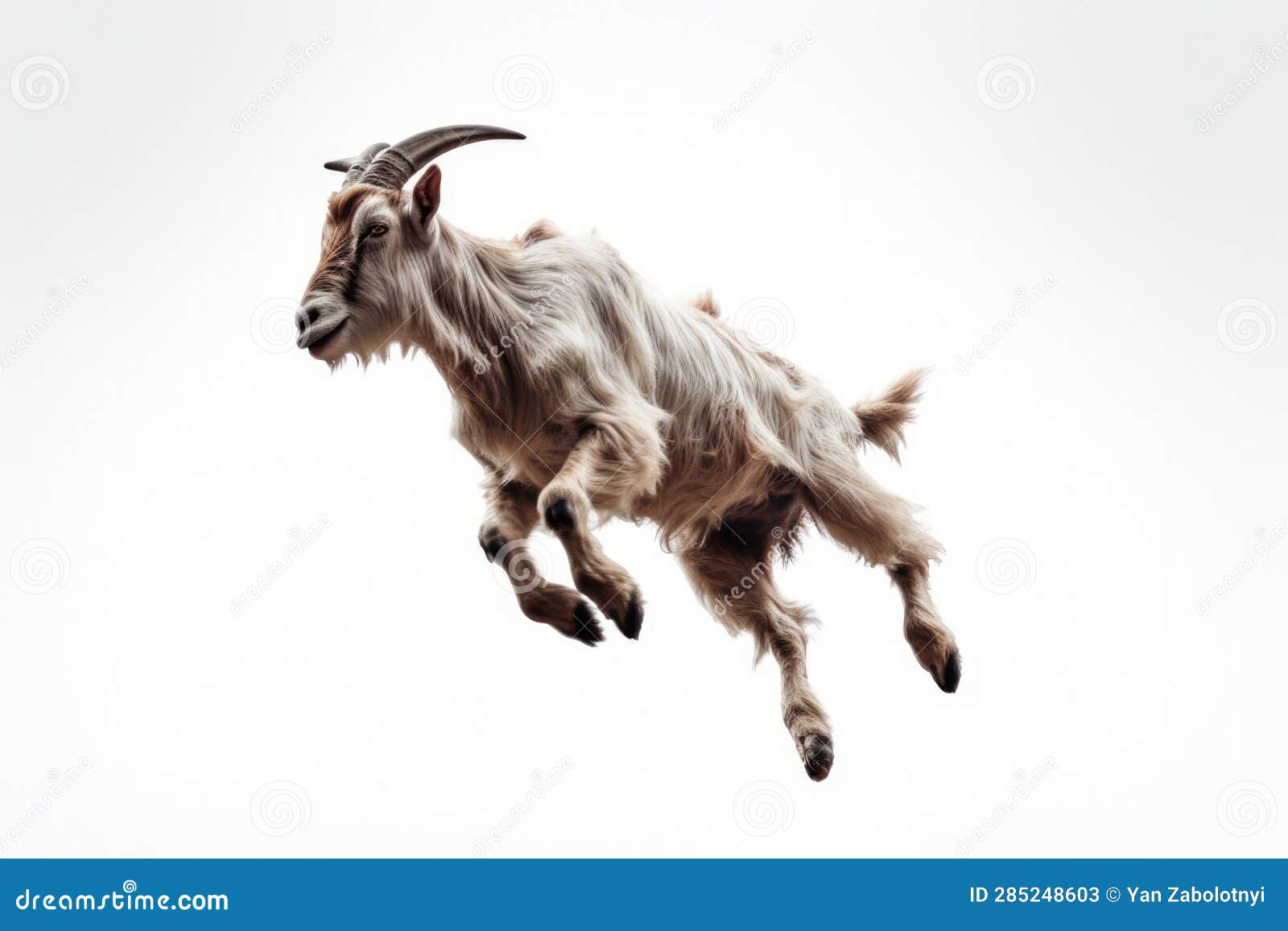 Jumping Moment, Goat on White Background Stock Illustration ...