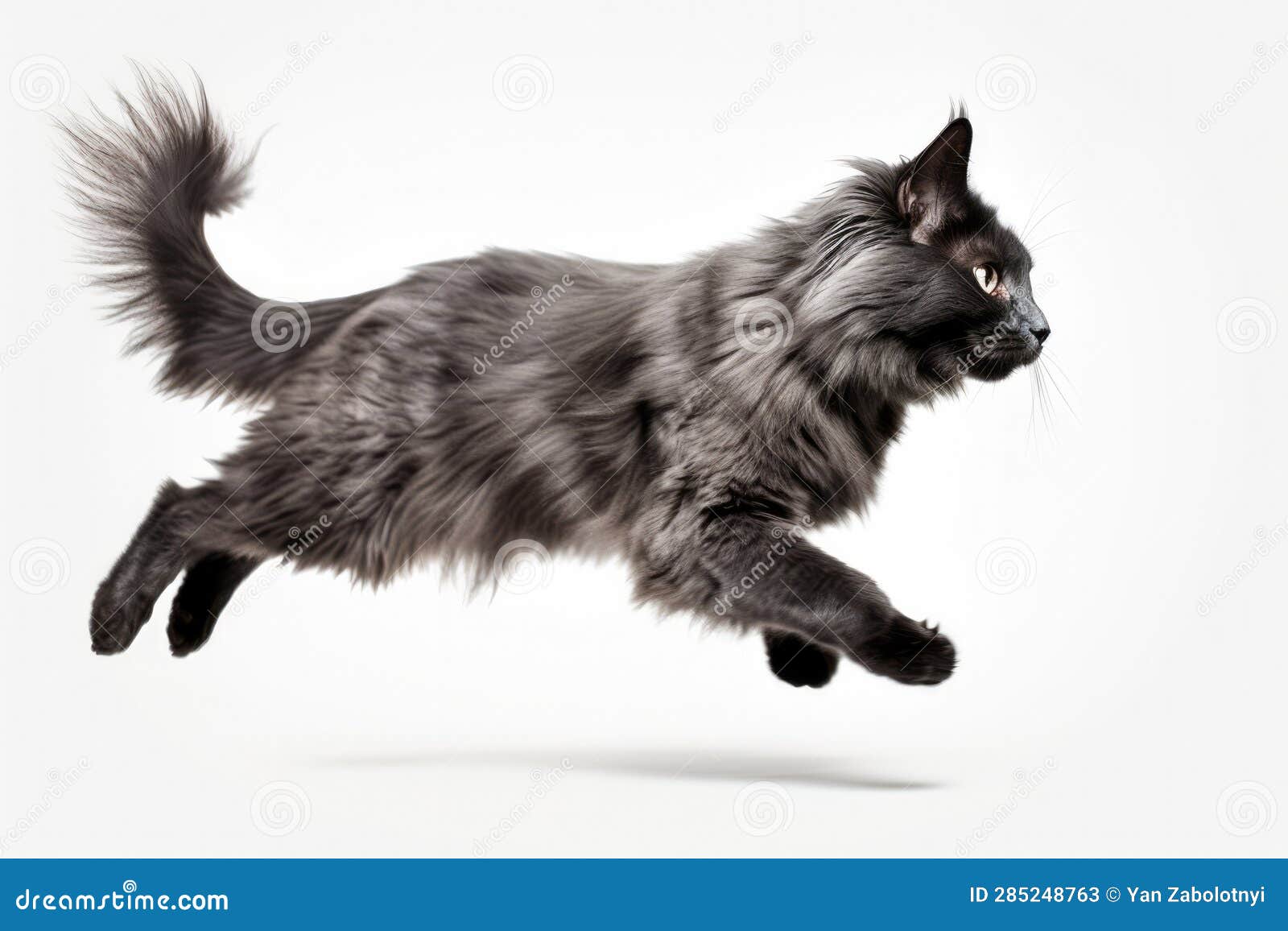 Jumping Moment, Nebelung Cat on White Background Stock Illustration ...