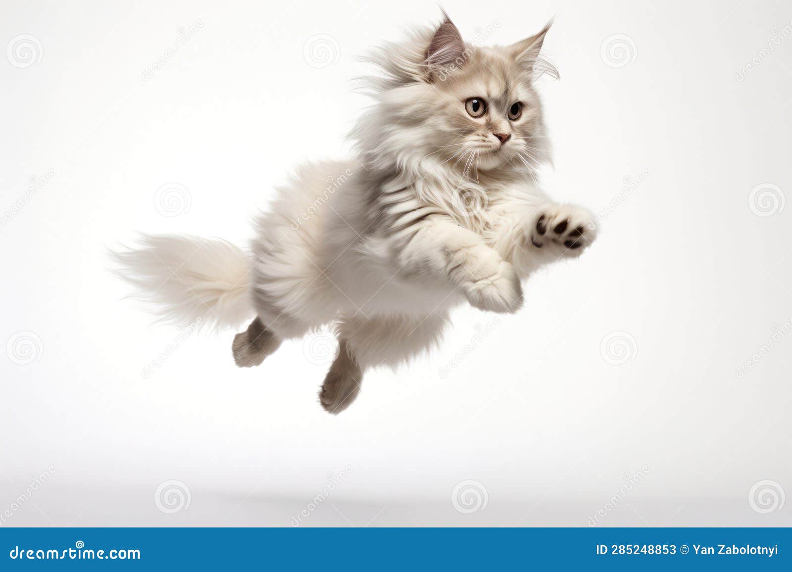 Jumping Moment, Ragamuffin Cat on White Background Stock Illustration ...