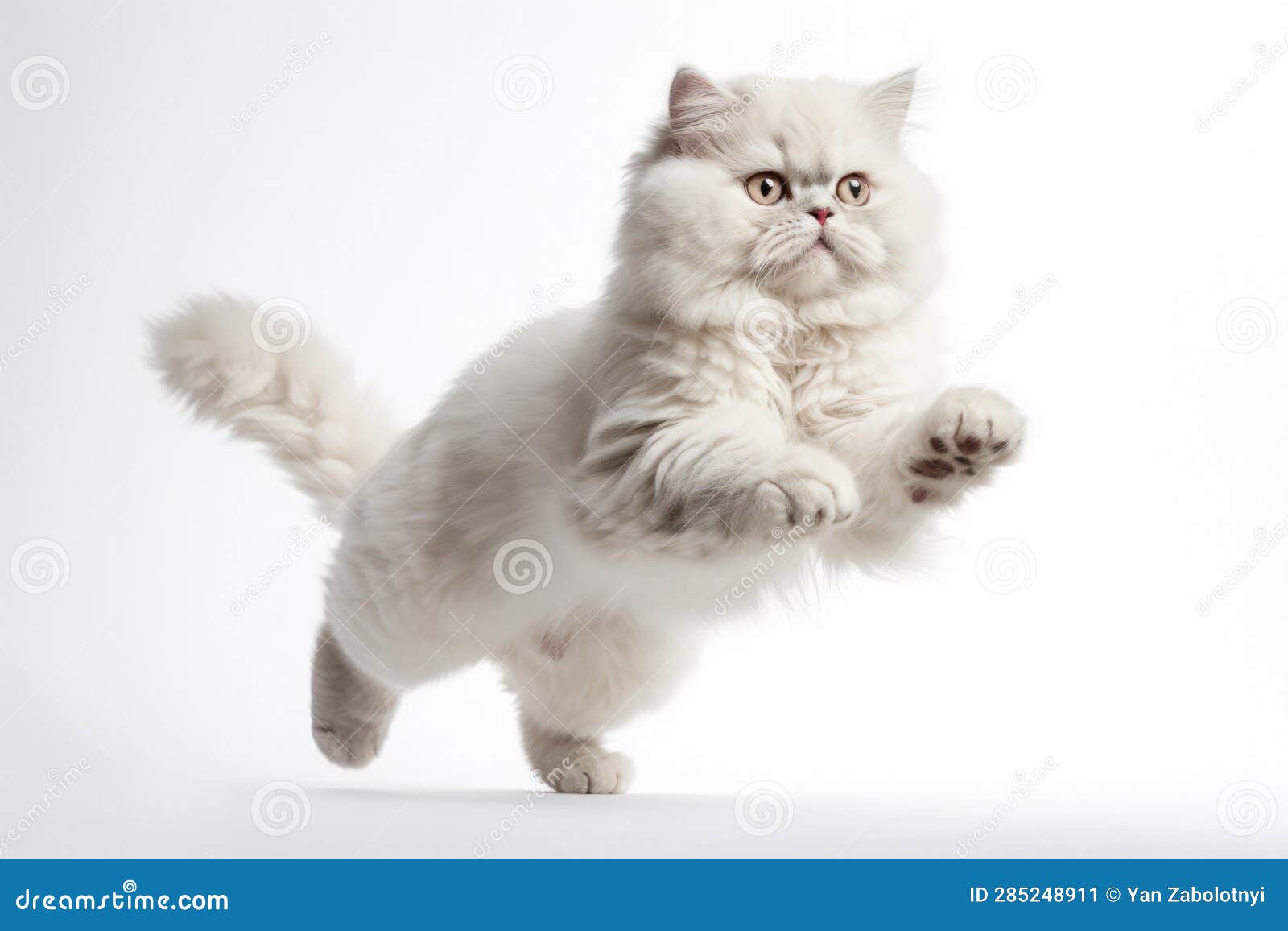 Jumping Moment, Selkirk Rex Cat on White Background Stock Illustration ...