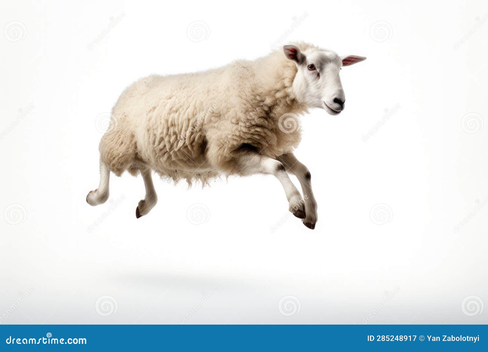 Jumping Moment, Sheep on White Background Stock Illustration ...