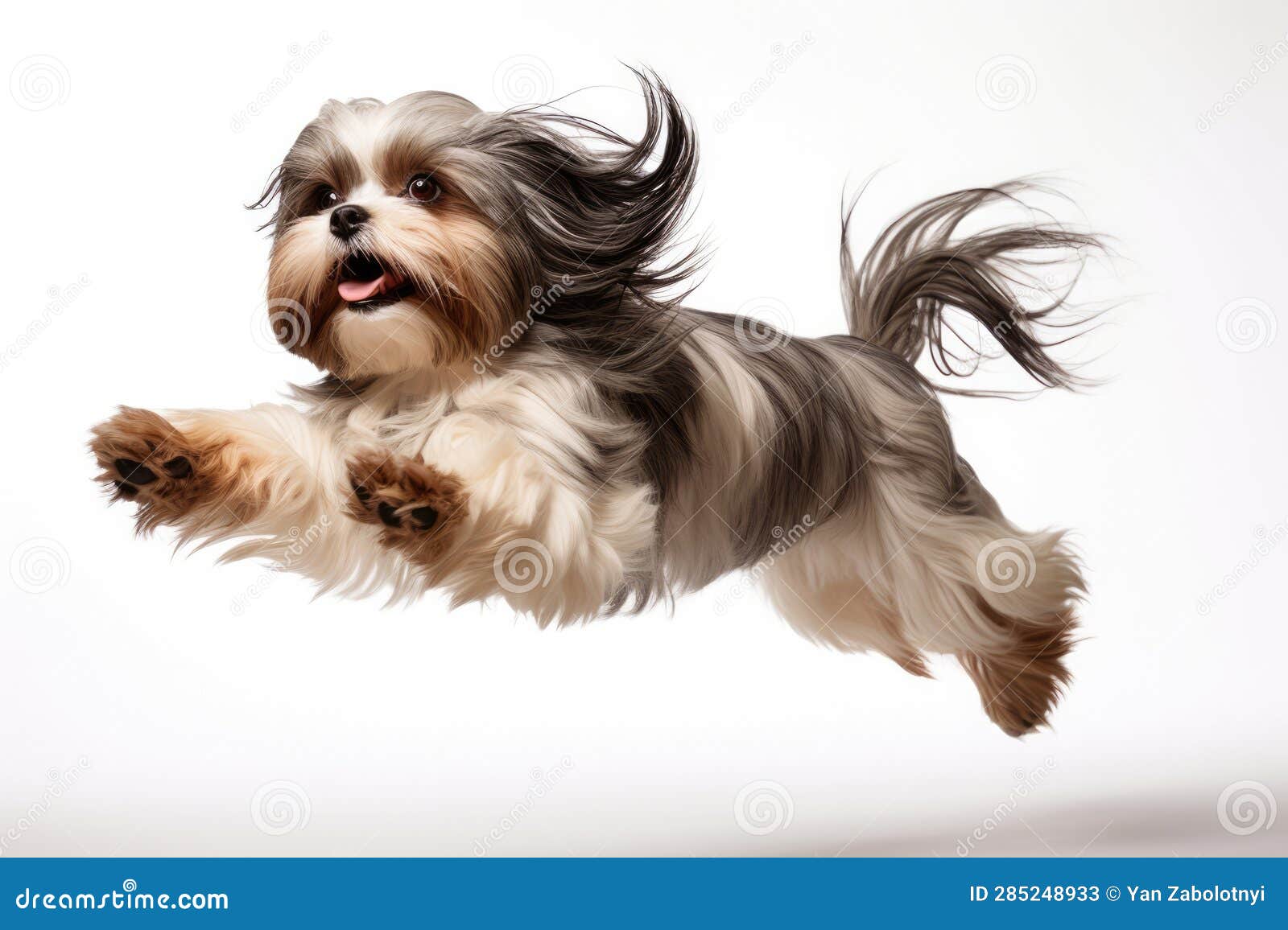 Jumping Moment, Shih Tzu Dog on White Background Stock Illustration ...