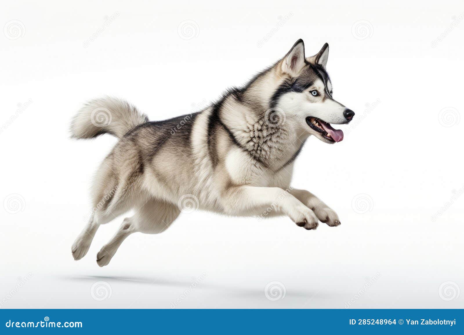 Jumping Moment, Siberian Husky Dog on White Background Stock ...