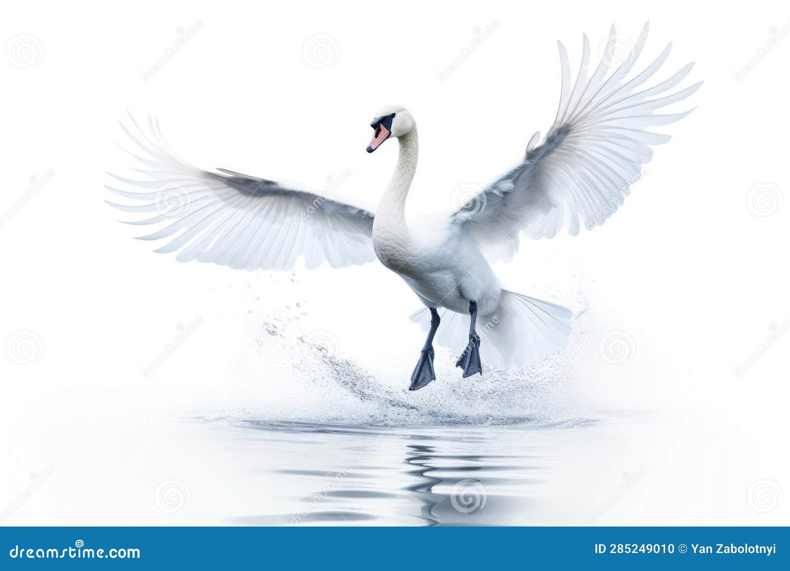Jumping Moment, Swan on White Background Stock Illustration ...