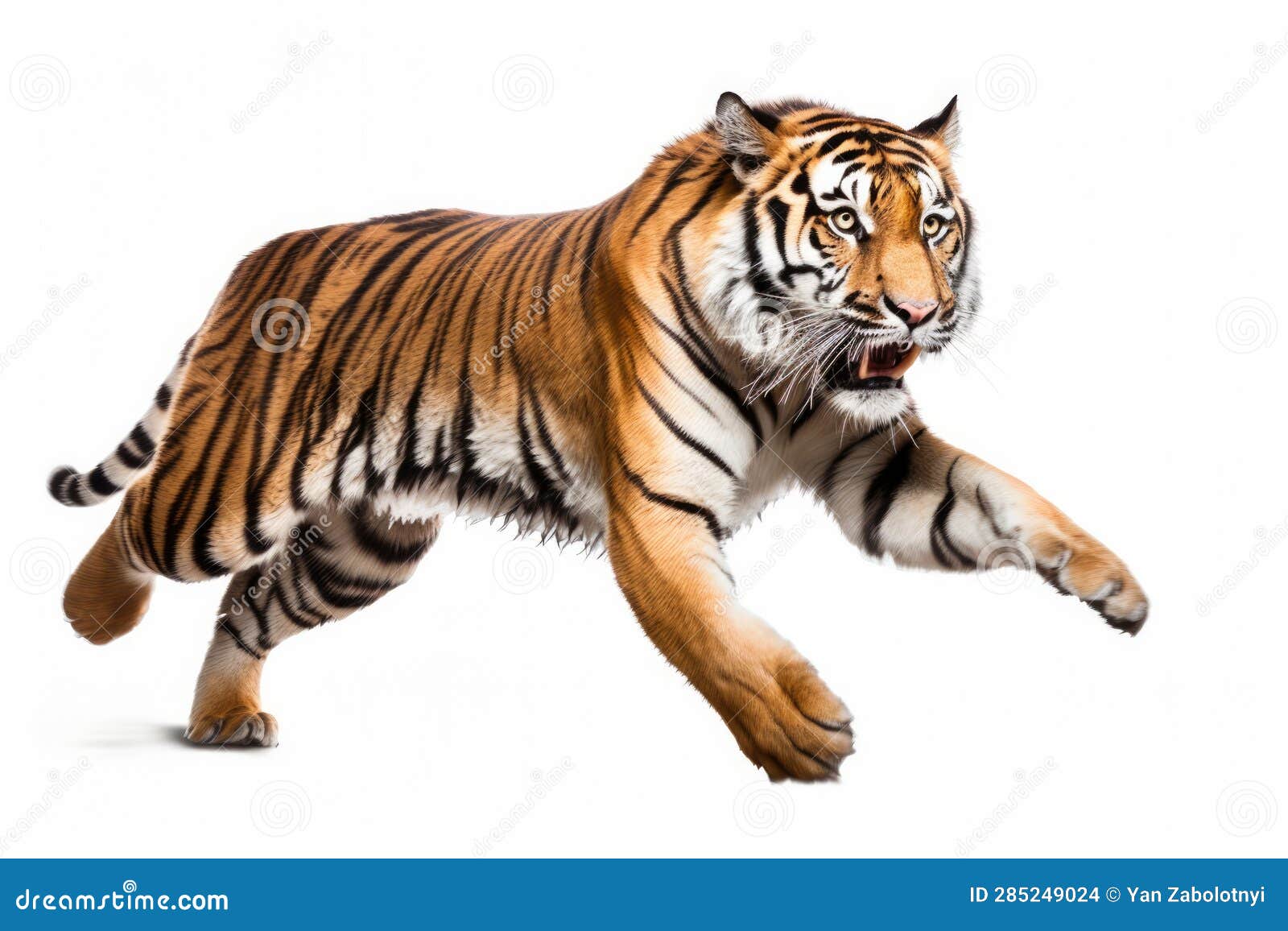 Jumping Moment, Tiger on White Background Stock Illustration ...