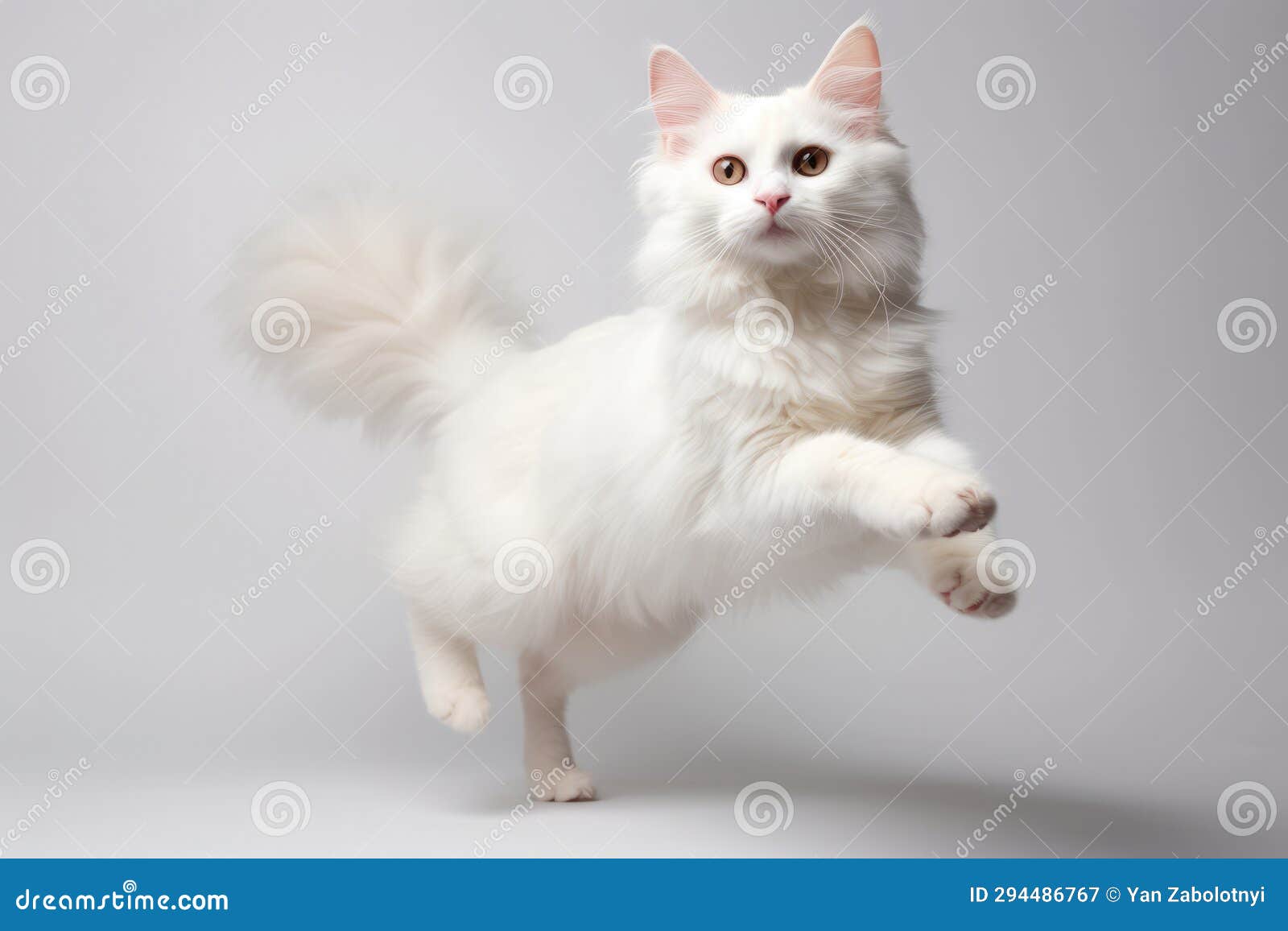 Jumping Moment, Turkish Van Cat on White Background Stock Illustration ...