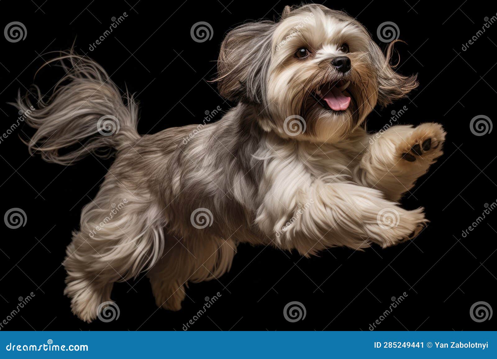 Jumping Moment, Two Lhasa Apso Dogs on Black Background Stock ...