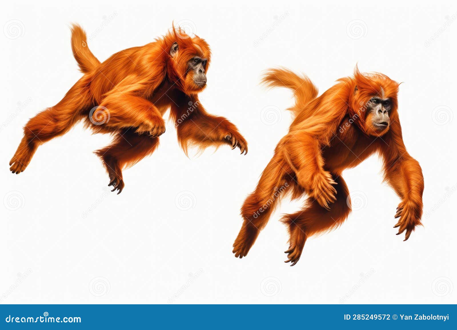 Jumping Moment, Two Red Howler Monkey on White Background Stock ...