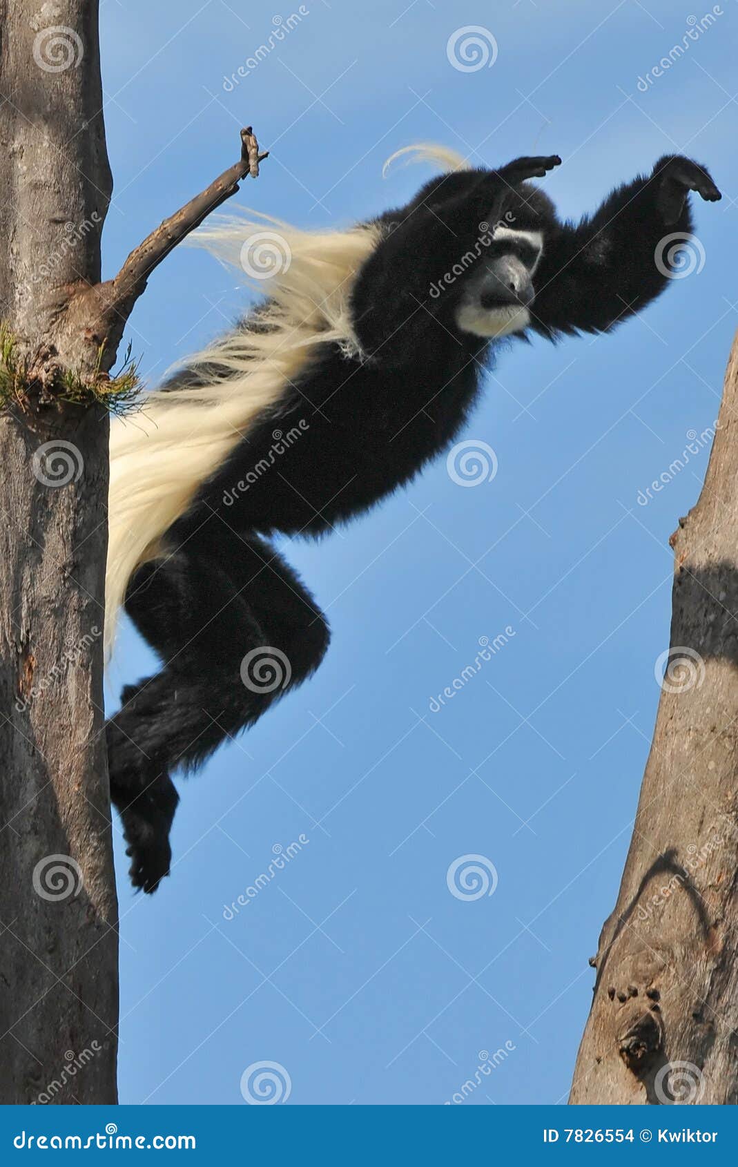 Jumping Monkey stock photo. Image of monkies, evolution - 7826554