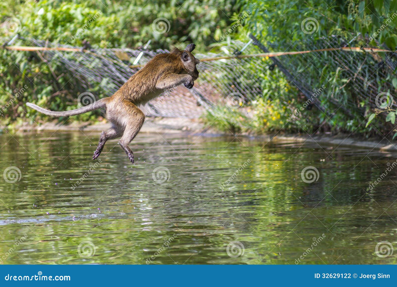 Jumping Monkey Directly Above Stock Photo - Image of shot, animals ...