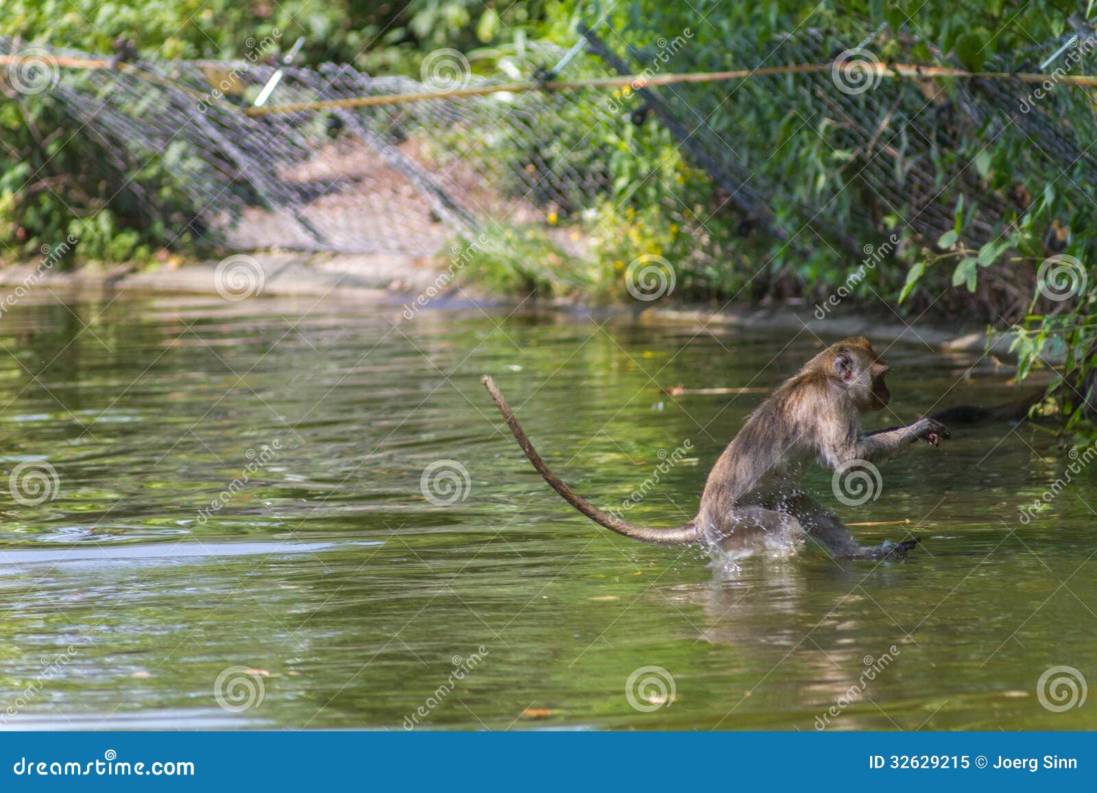 Jumping Monkey Directly Above Stock Image - Image of park, creature ...