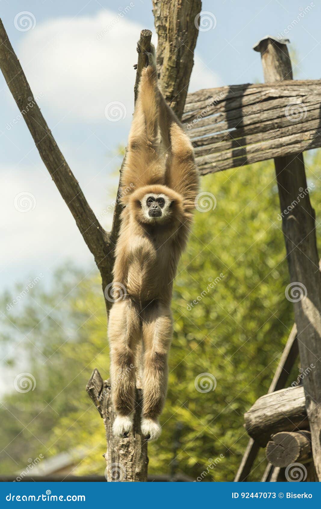 Jumping Monkey Royalty-Free Stock Image | CartoonDealer.com #92447938