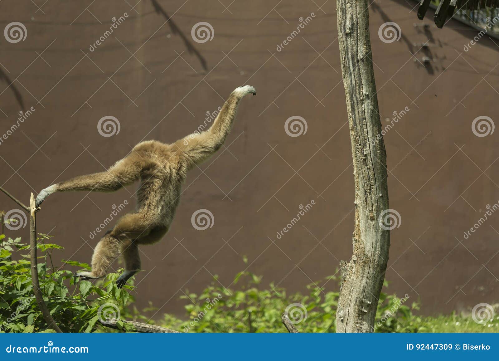 Jumping monkey stock image. Image of strength, branches - 92447309
