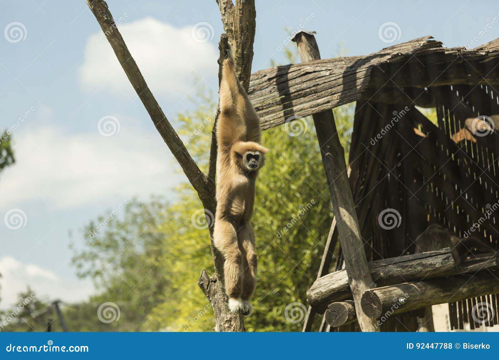 Jumping monkey stock photo. Image of tail, nature, confident - 92447788