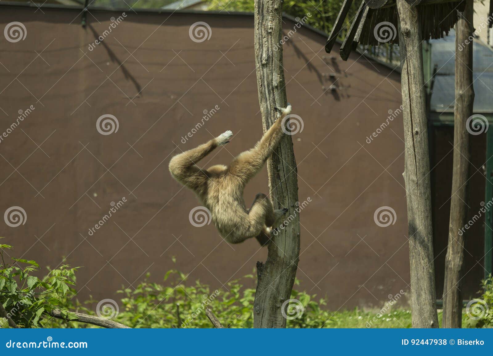 Jumping monkey stock photo. Image of limbs, tail, jumping - 92447938