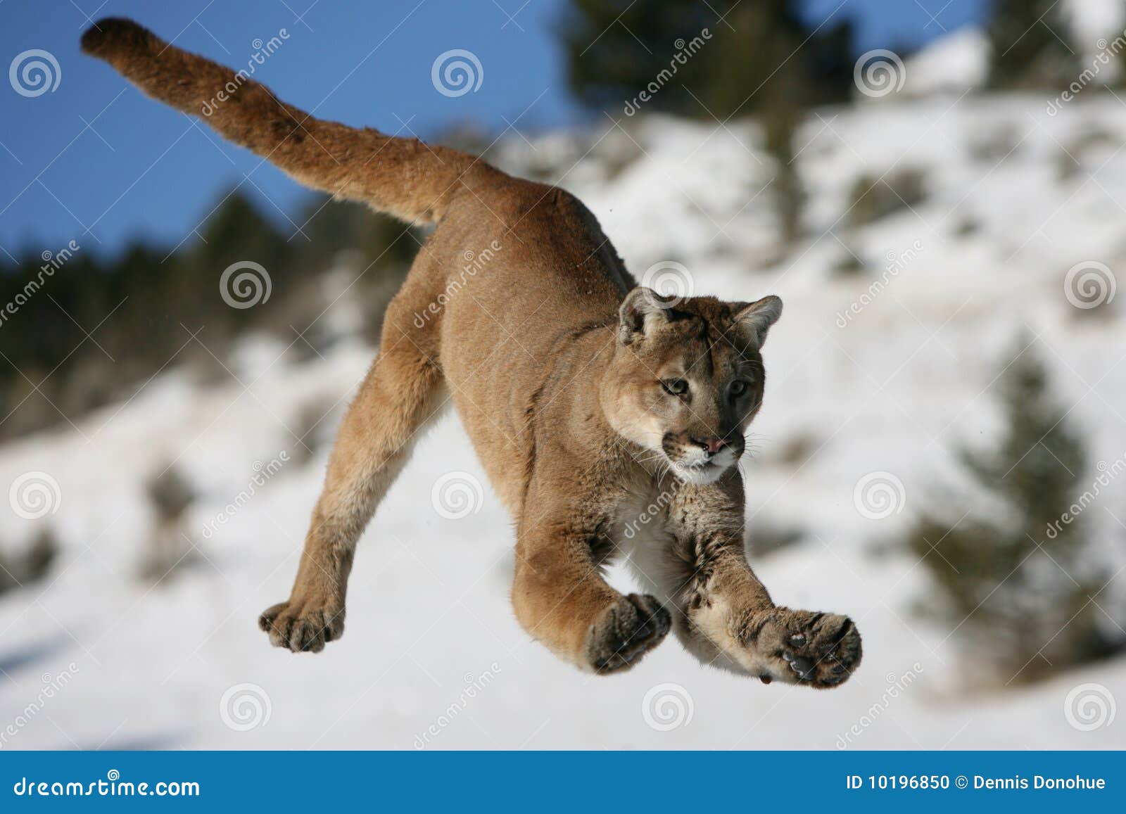 Jumping Mountain Lion stock photo. Image of beige, lion - 10196850