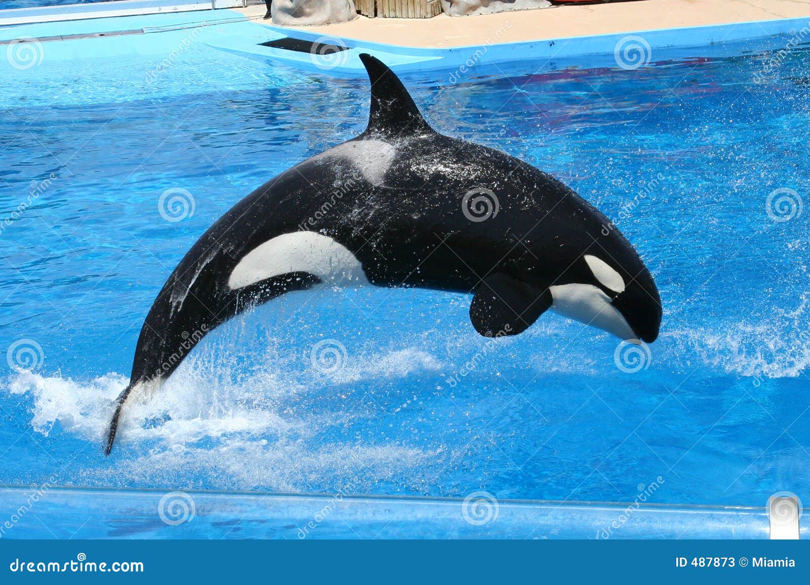 Jumping Orca editorial stock photo. Image of shamu, trained - 487873