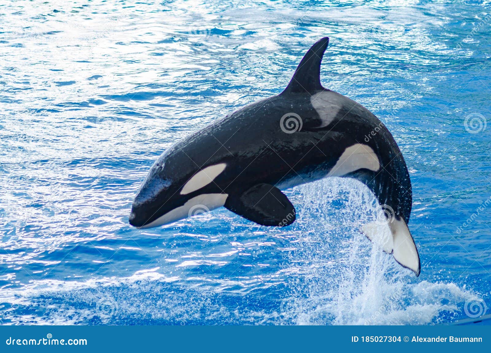 A Jumping Orca in a Blue Sea Stock Photo - Image of whale, predator ...