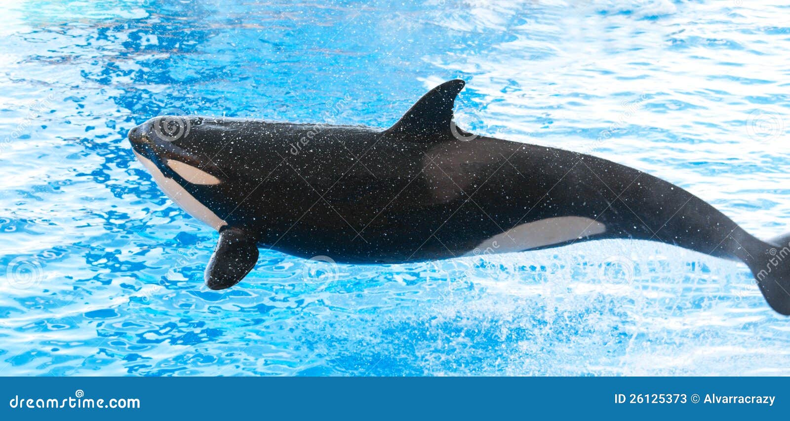 Playful Orca Flipping Tail Royalty-Free Stock Photography ...