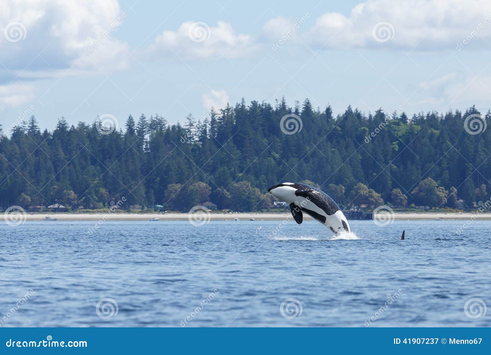 Jumping Orca or Killer Whale Stock Image - Image of island, glacier ...