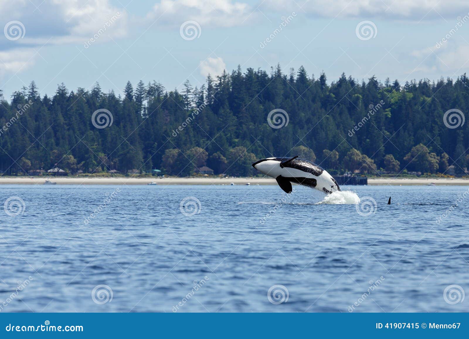 Jumping Orca or Killer Whale Stock Image - Image of island, lund: 41907415