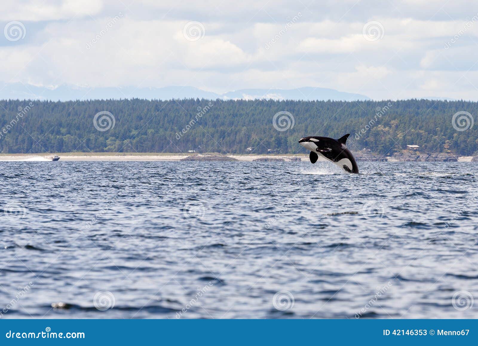 Jumping Orca stock image. Image of predator, behavior - 42146353