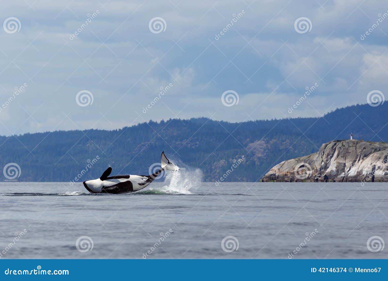 Jumping Orca stock photo. Image of wildlife, orca, marine - 42146374