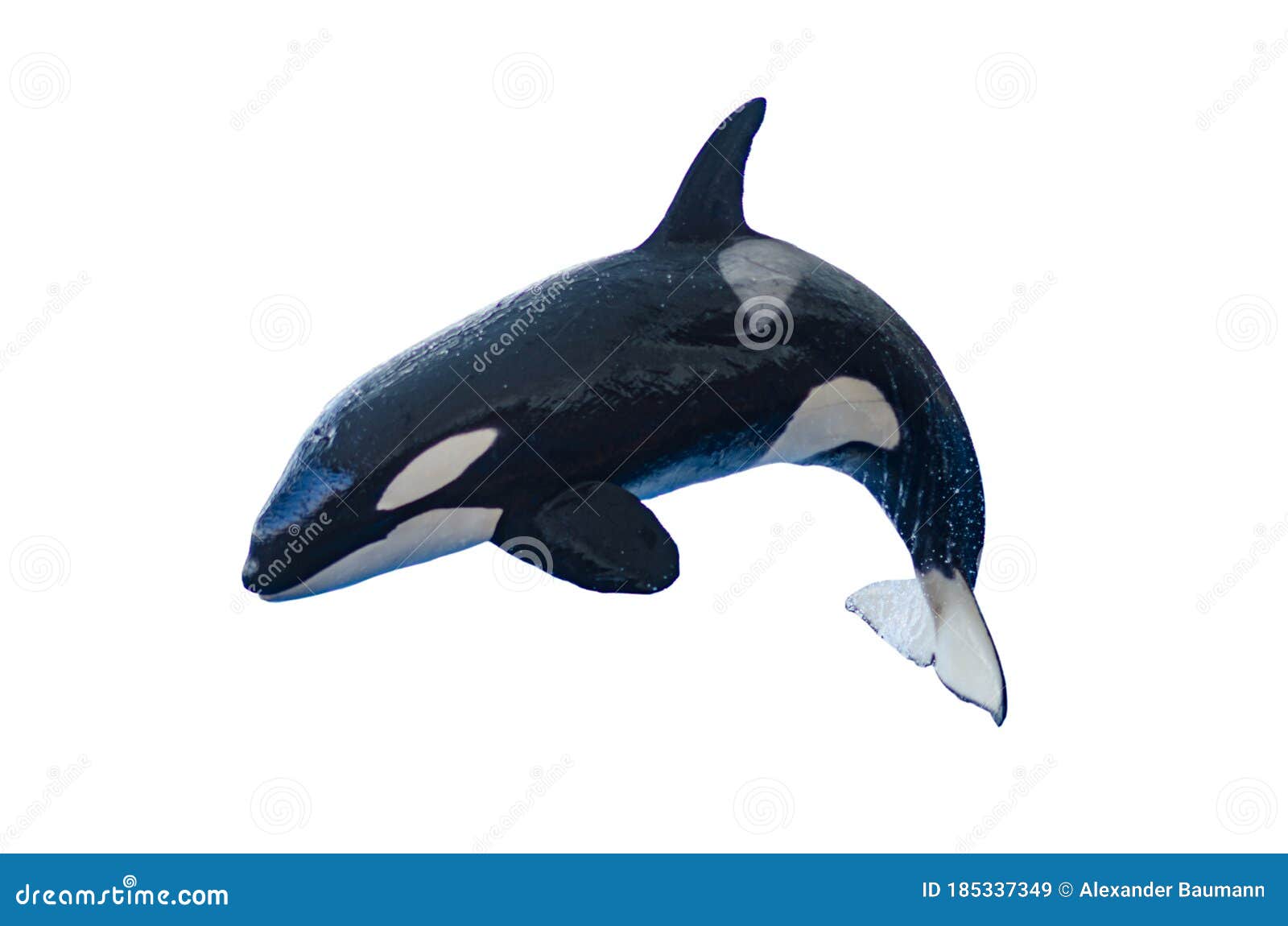 Orca Jumping 15 Feet