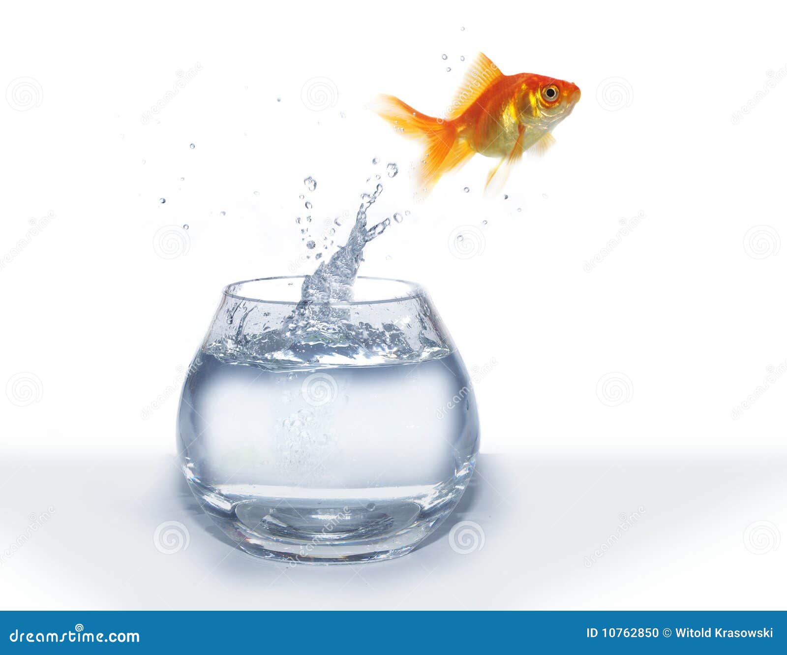 Jumping Out from Aquarium Fish Stock Photo - Image of ideas, fish: 10762850